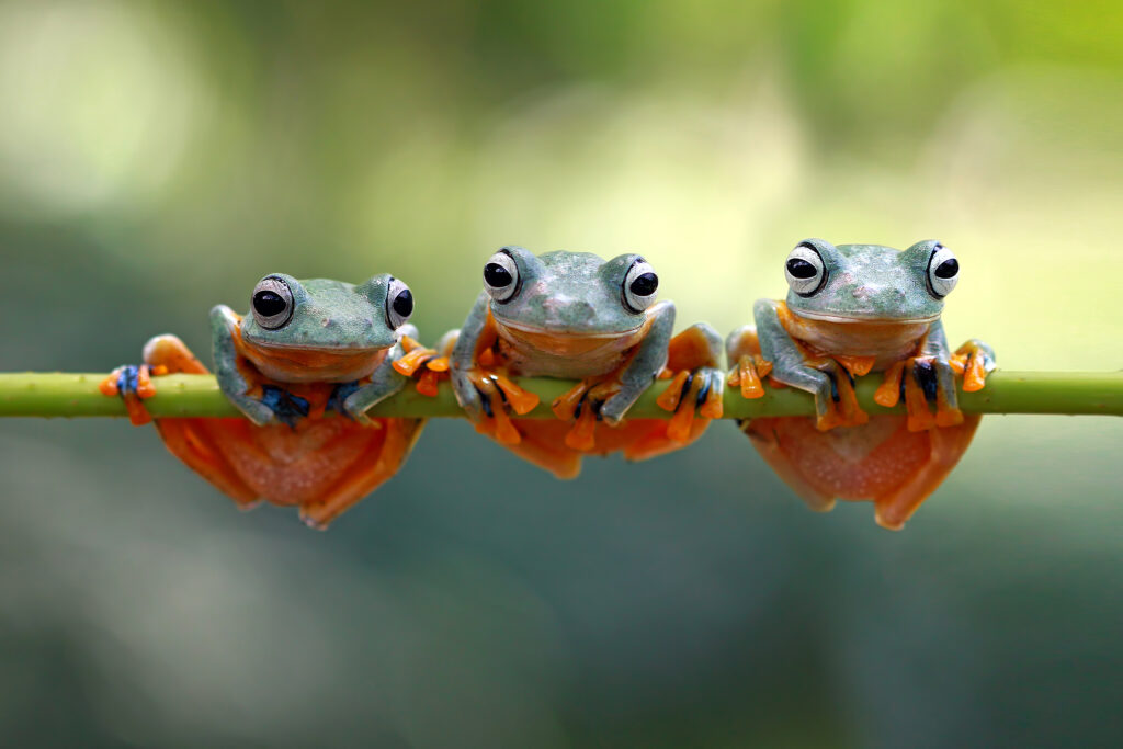 Die wunderbare Welt der Amphibien